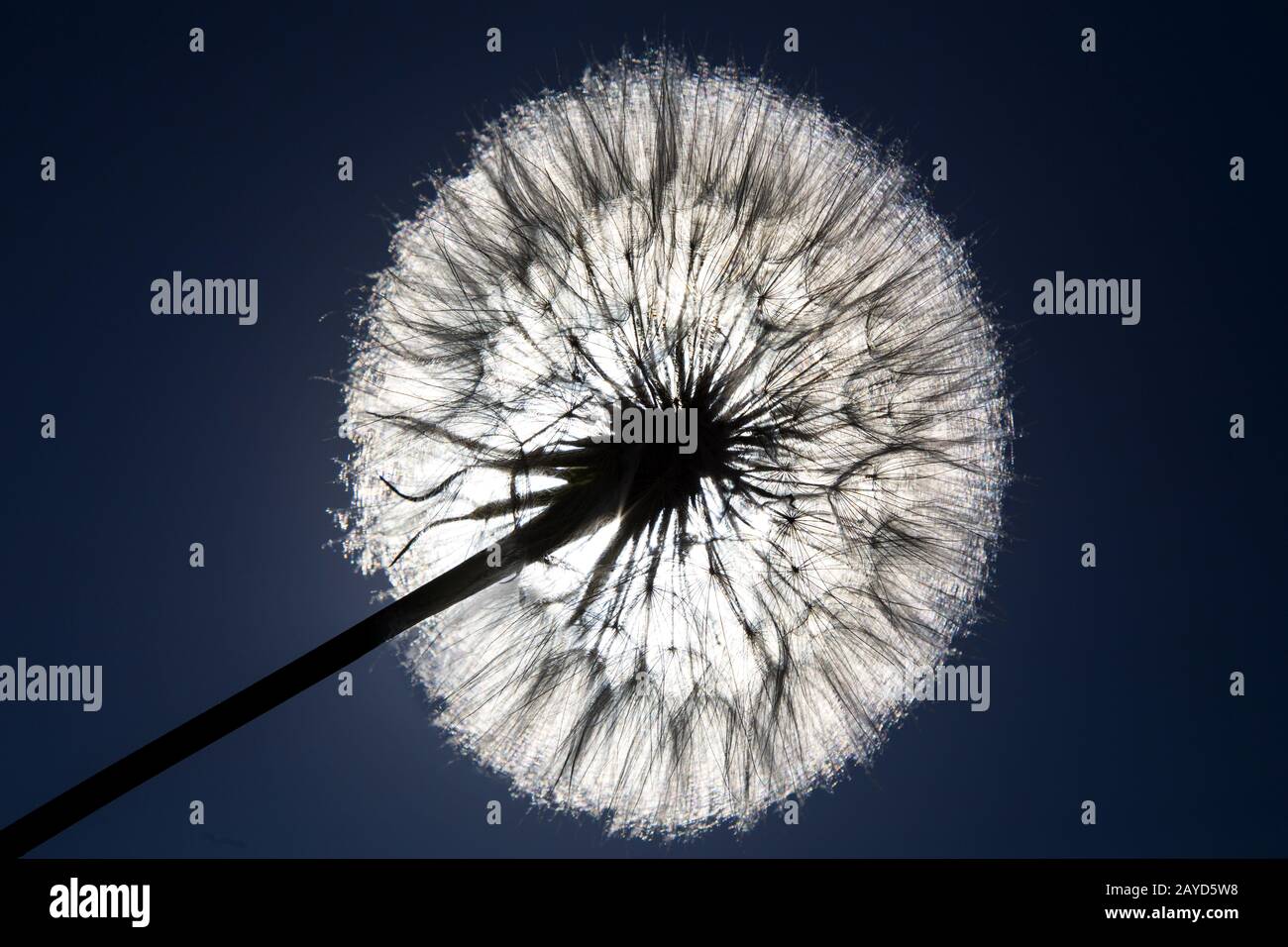 Sun seed hi-res stock photography and images - Alamy