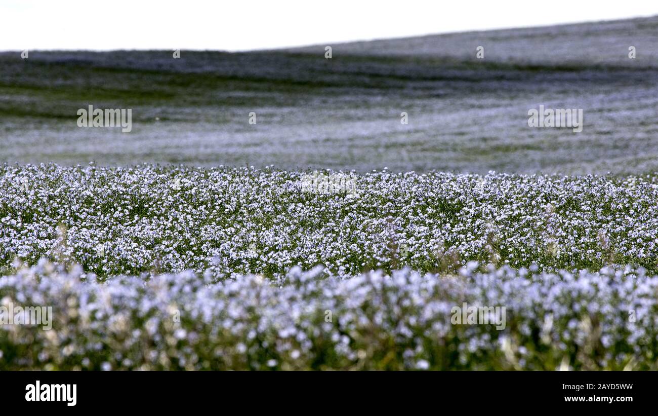 Flax field bloom hi-res stock photography and images - Alamy