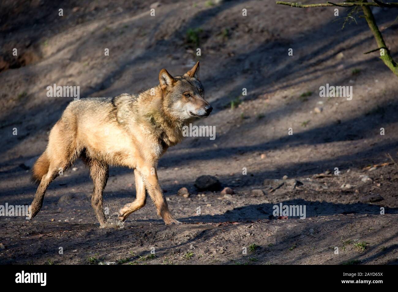 Grey wolf animals hi-res stock photography and images - Alamy