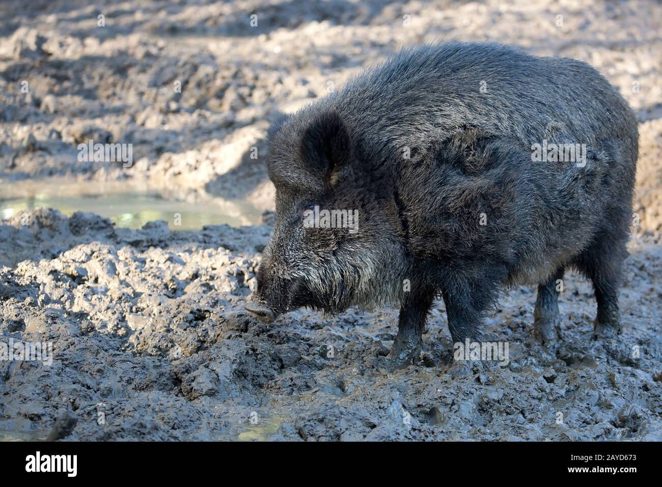 Wild boar in a clearing Stock Photo - Alamy