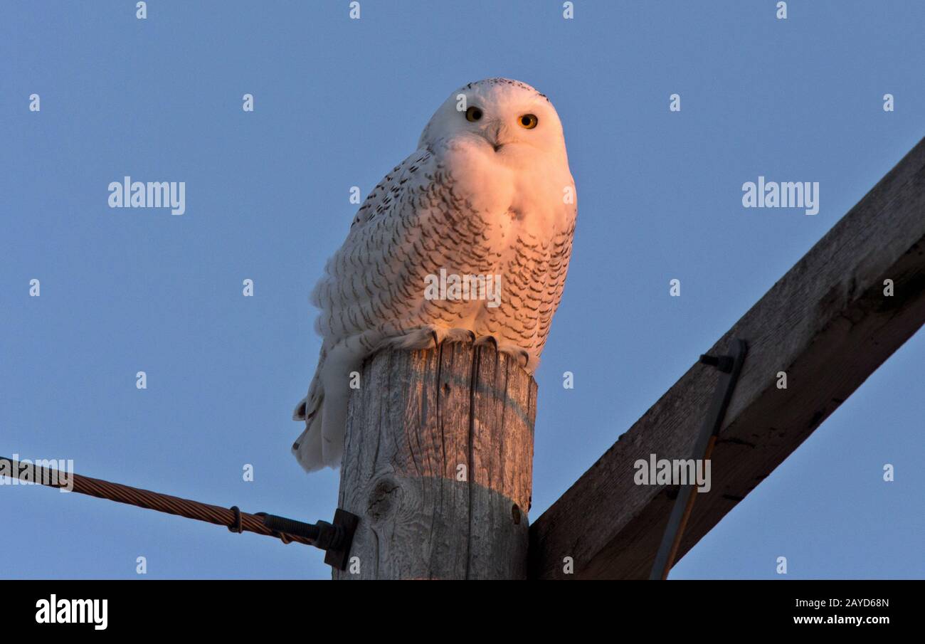 Aggressive owl hi-res stock photography and images - Alamy