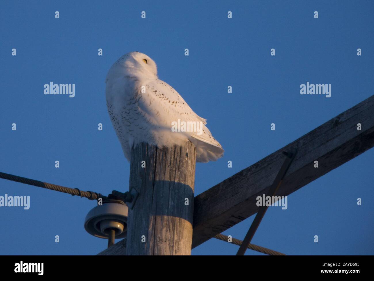 Owl on pole hi-res stock photography and images - Alamy