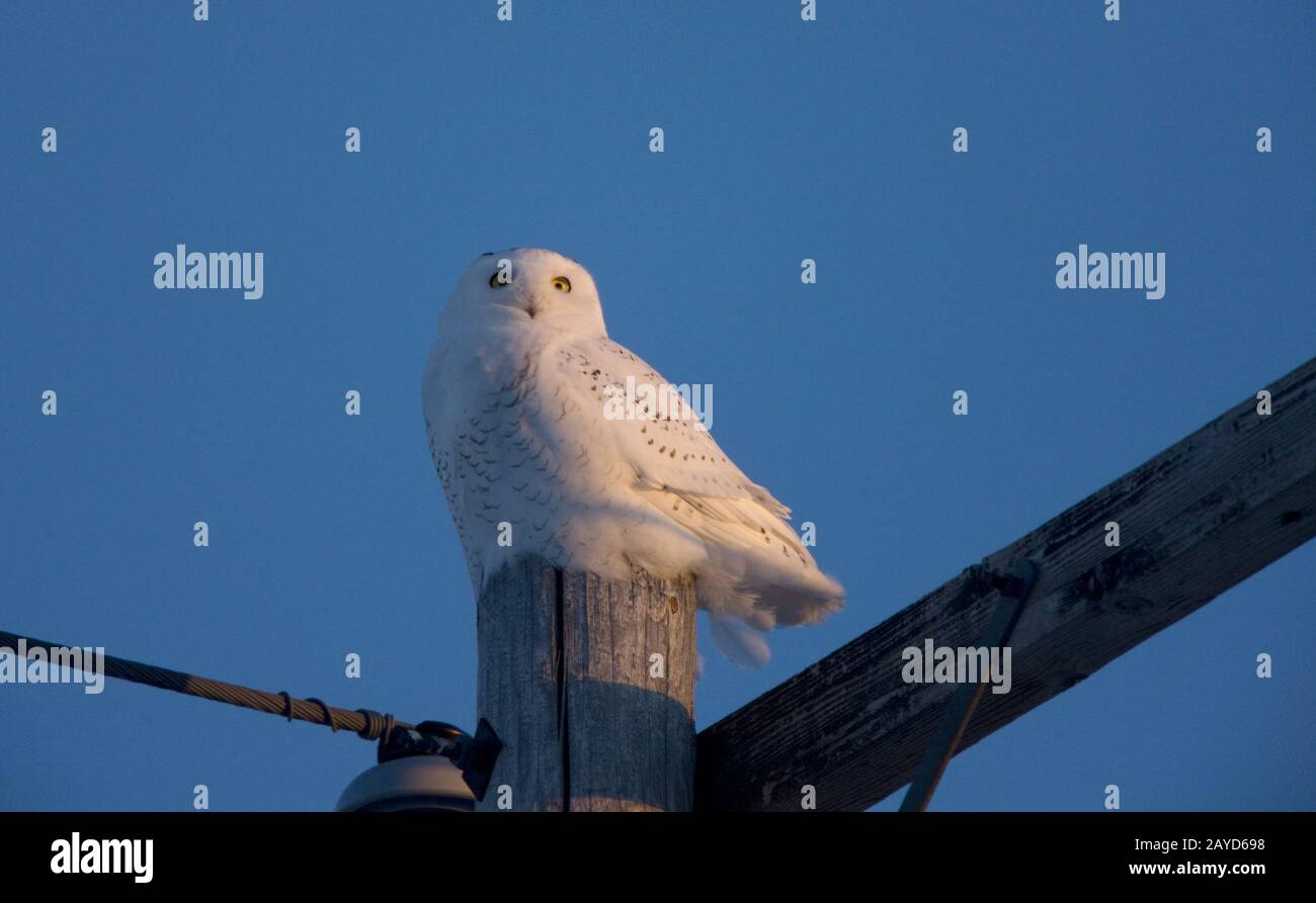 Owl on pole hi-res stock photography and images - Alamy