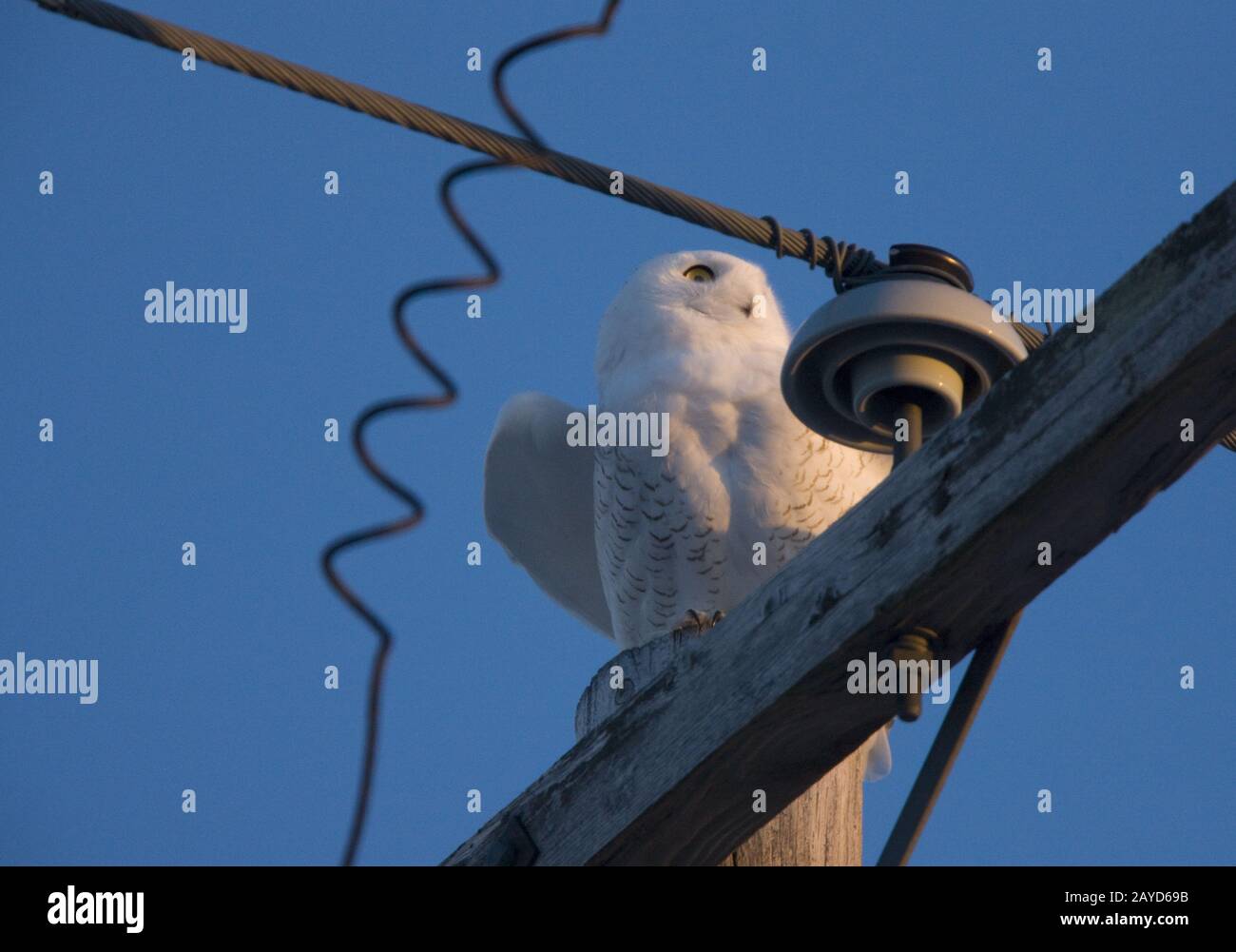 Owl on pole hi-res stock photography and images - Alamy