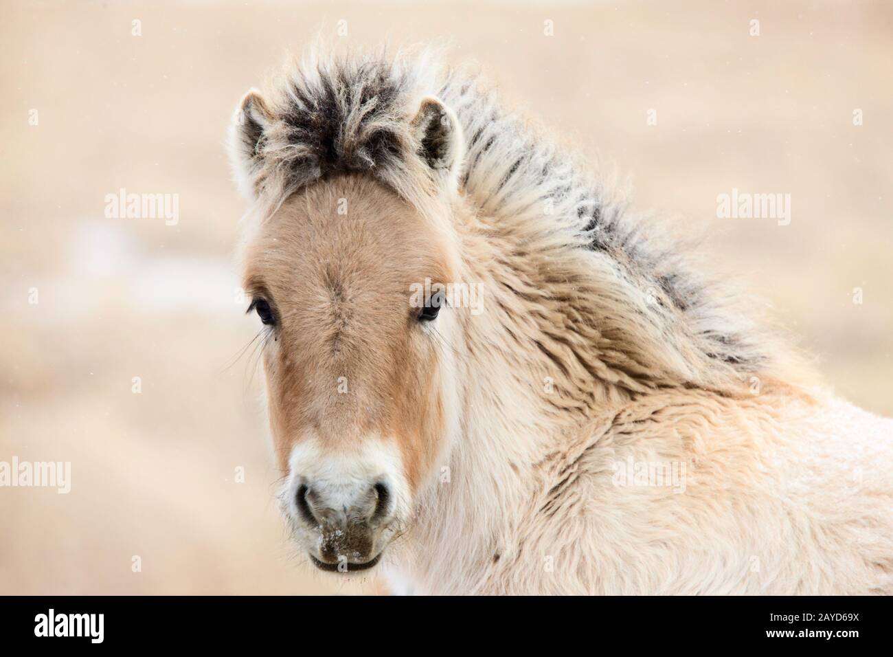 Colt canada hi-res stock photography and images - Alamy