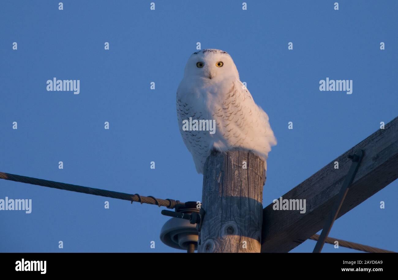 Owl on pole hi-res stock photography and images - Alamy