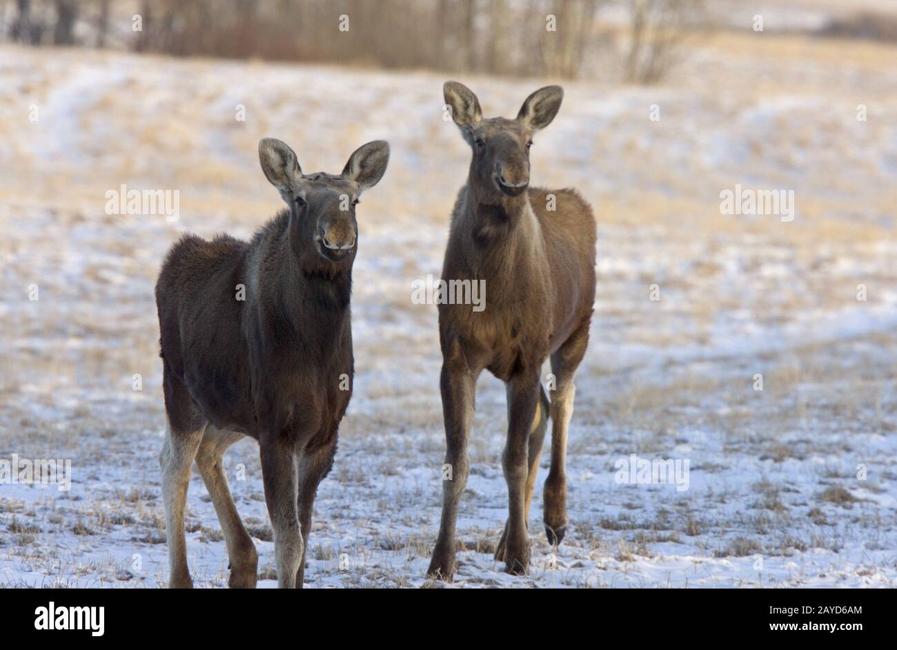Young saskatchewan hi-res stock photography and images - Alamy