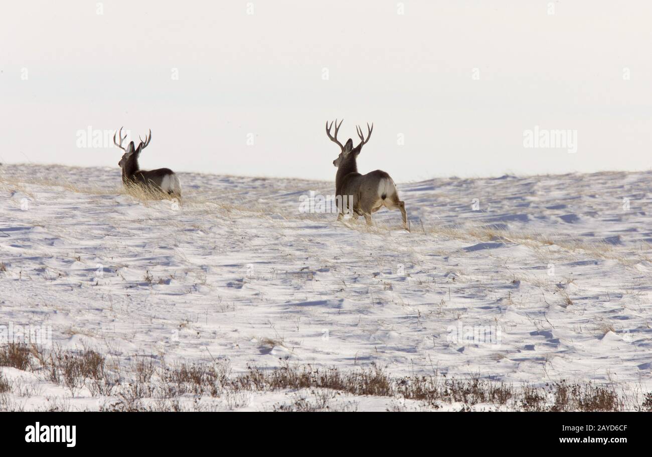 Big Buck Deer Snow High Resolution Stock Photography and Images - Alamy