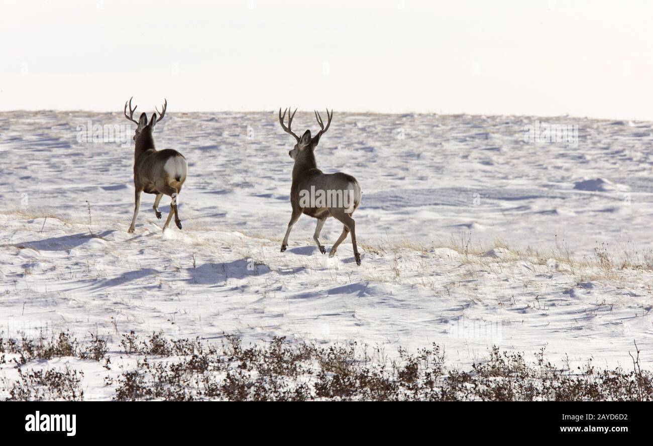 Big buck deer snow hi-res stock photography and images - Alamy