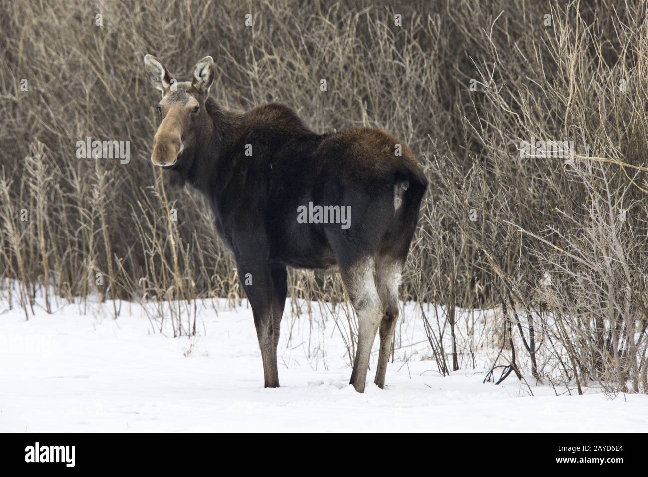 Moose canada hi-res stock photography and images - Alamy