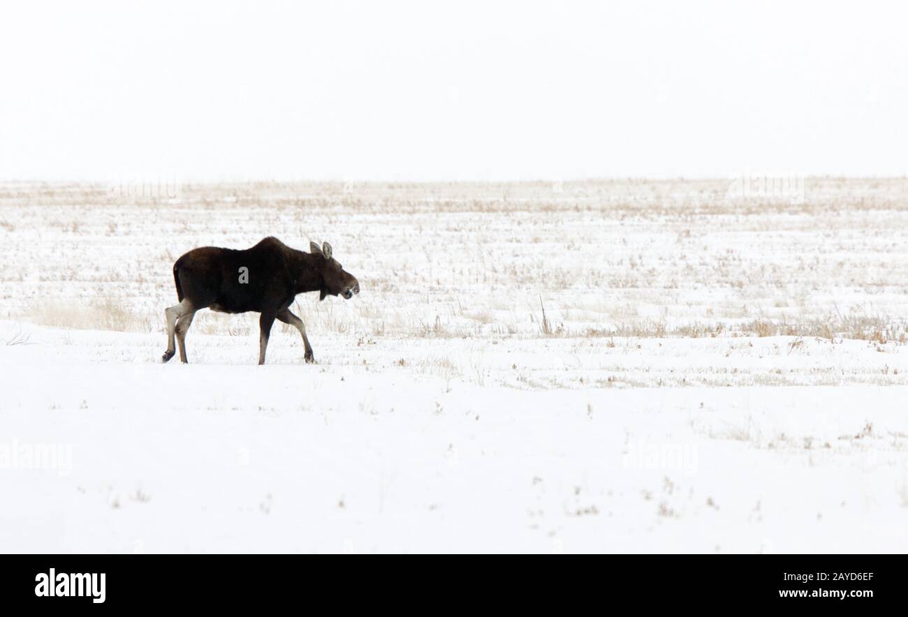 Moose canada hi-res stock photography and images - Alamy