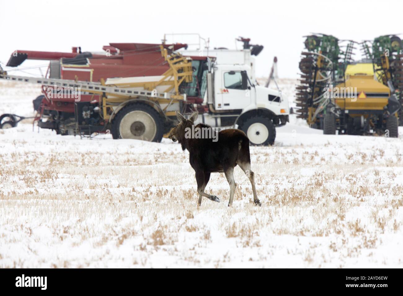 Prairie Moose Canada Stock Photo - Alamy