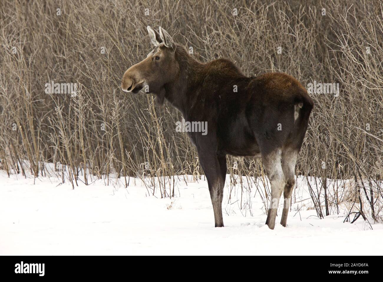 Moose canada hi-res stock photography and images - Alamy