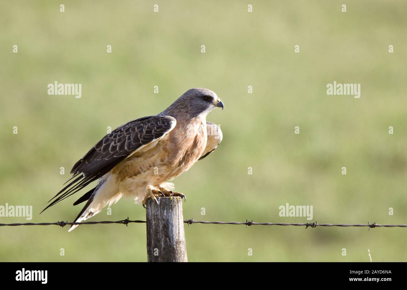 Swainson Hawk Prairie Stock Photo - Alamy