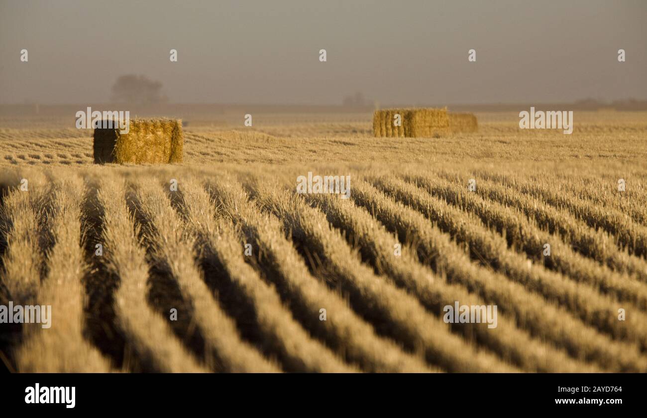 Hay rows hi-res stock photography and images - Alamy