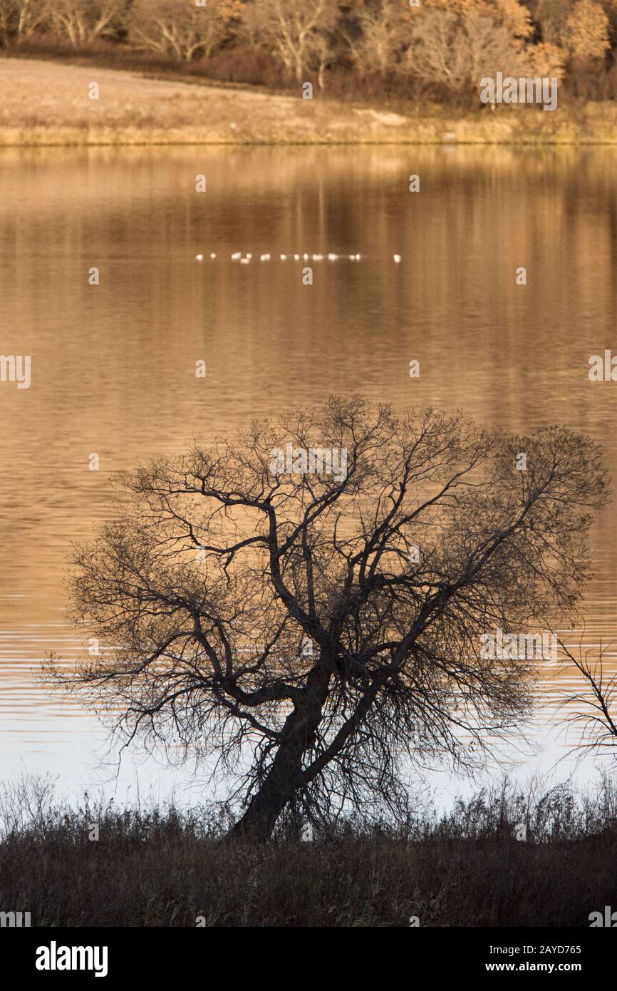 Saskatchewan Lake High Resolution Stock Photography and Images - Alamy