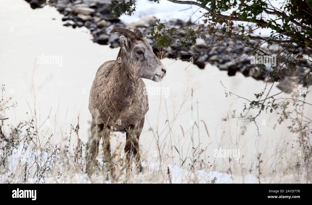 Rocky Mountain Ram Sheep Stock Photo - Alamy
