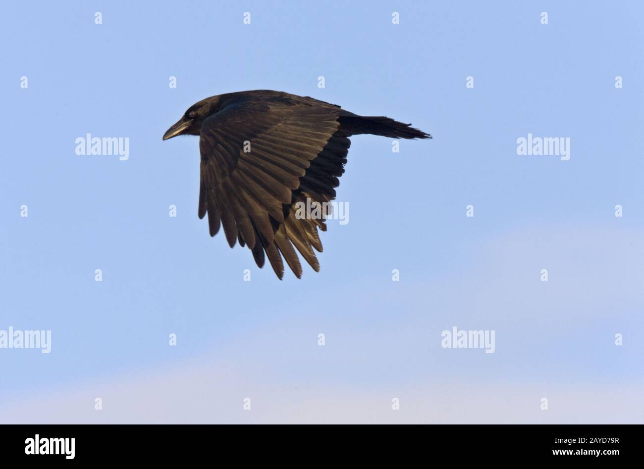 Crow Raven in Flight Stock Photo - Alamy
