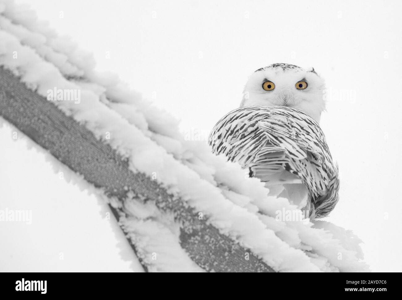North woods canada winter owl hi-res stock photography and images - Alamy