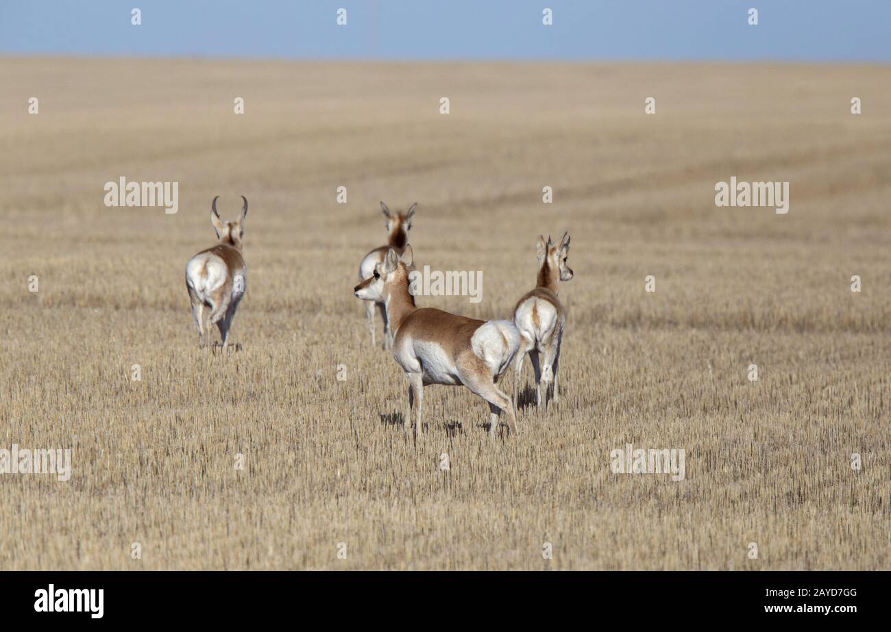 Prairie Pronghorn Antelope Stock Photo - Alamy
