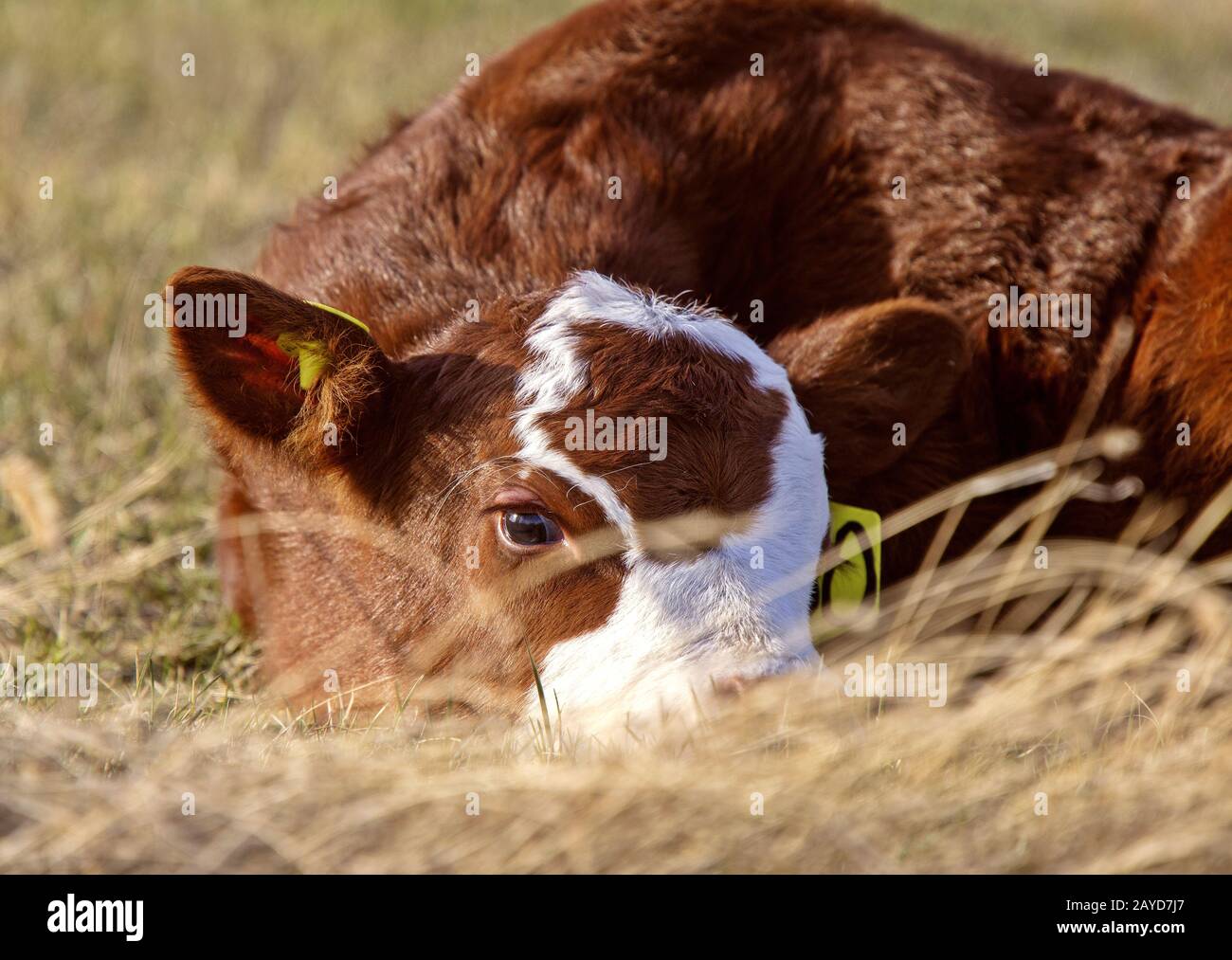 Cattle Calving Season Stock Photo - Alamy