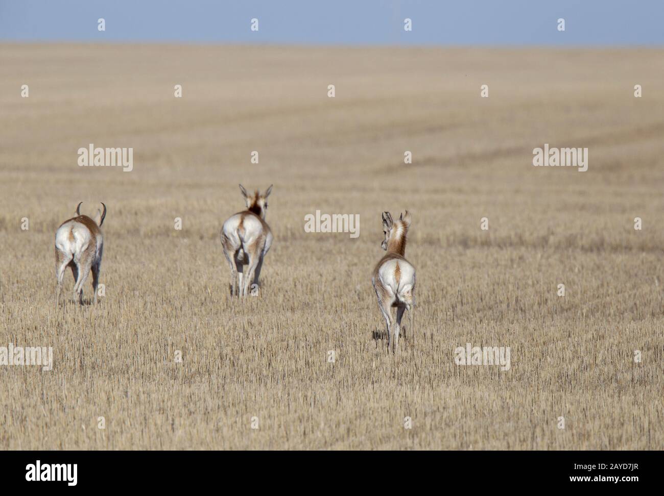 Prairie Pronghorn Antelope Stock Photo - Alamy