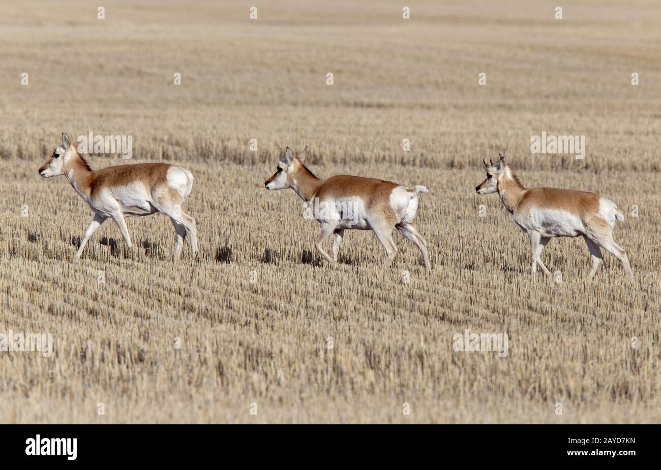 Prairie Pronghorn Antelope Stock Photo - Alamy