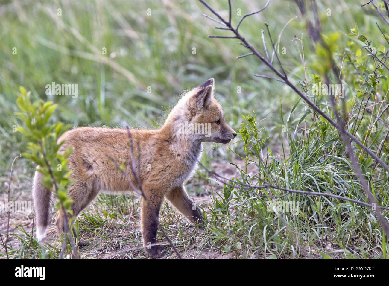 Fox Kits Near Den Stock Photo - Alamy