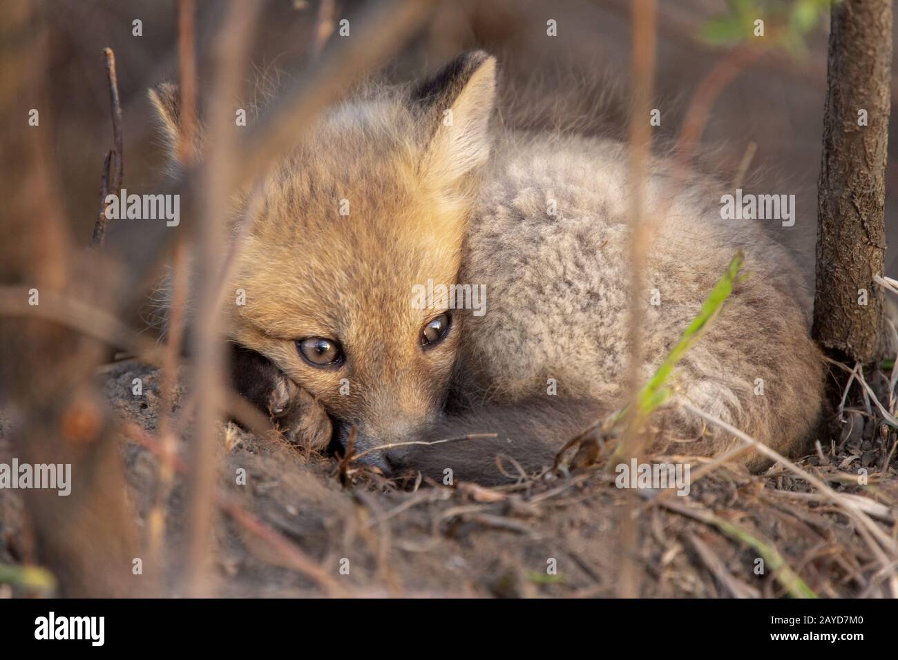 Fox Kits Near Den Stock Photo - Alamy
