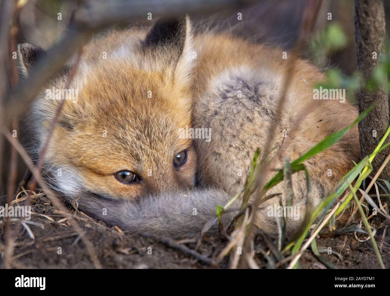 Young fox near the den hi-res stock photography and images - Alamy