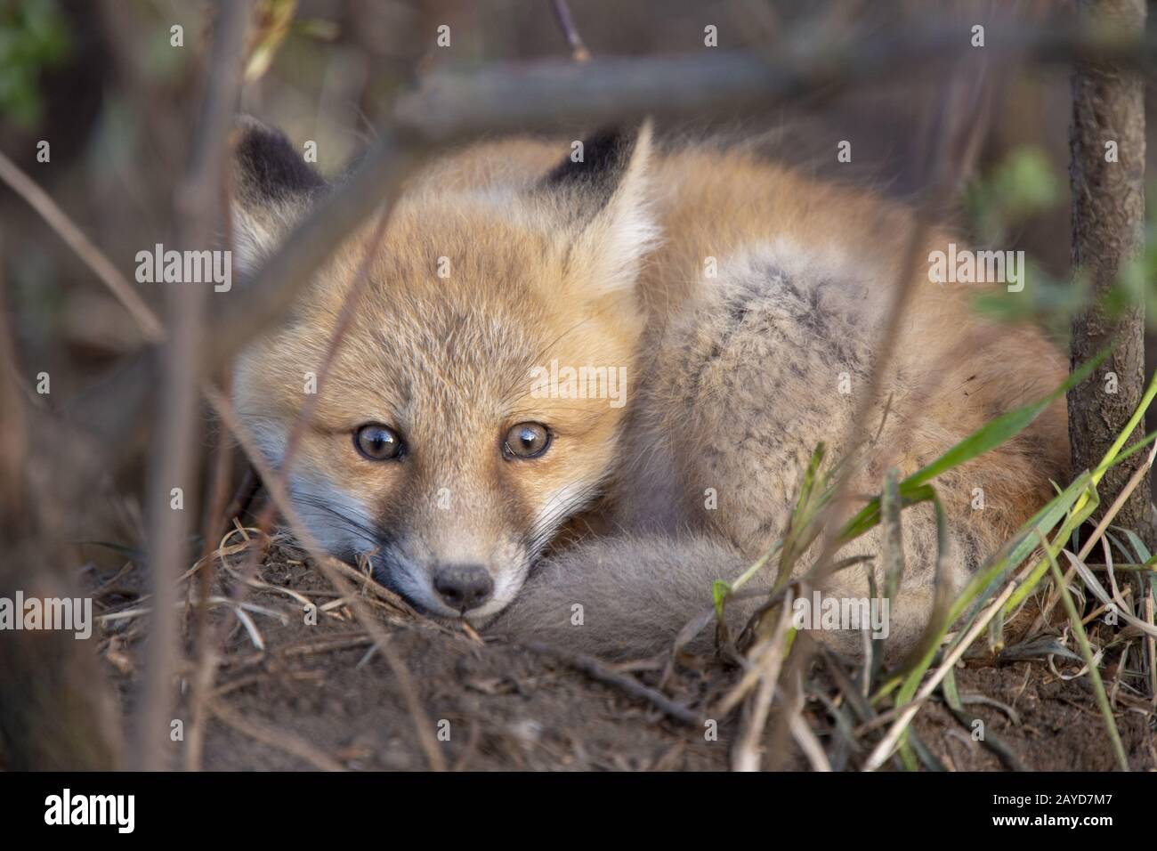 Fox Kits Near Den Stock Photo - Alamy