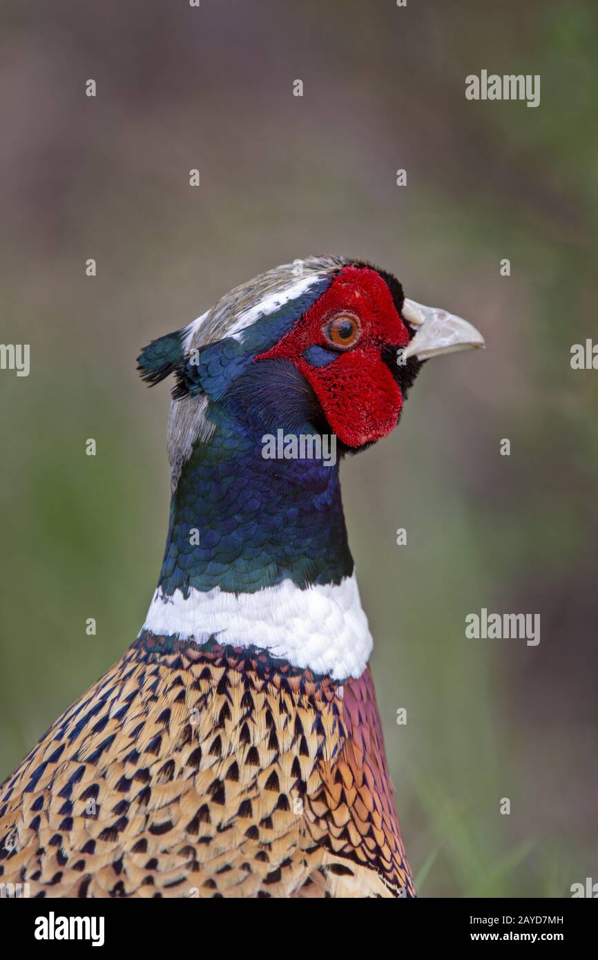 Ringneck pheasant hi-res stock photography and images - Alamy
