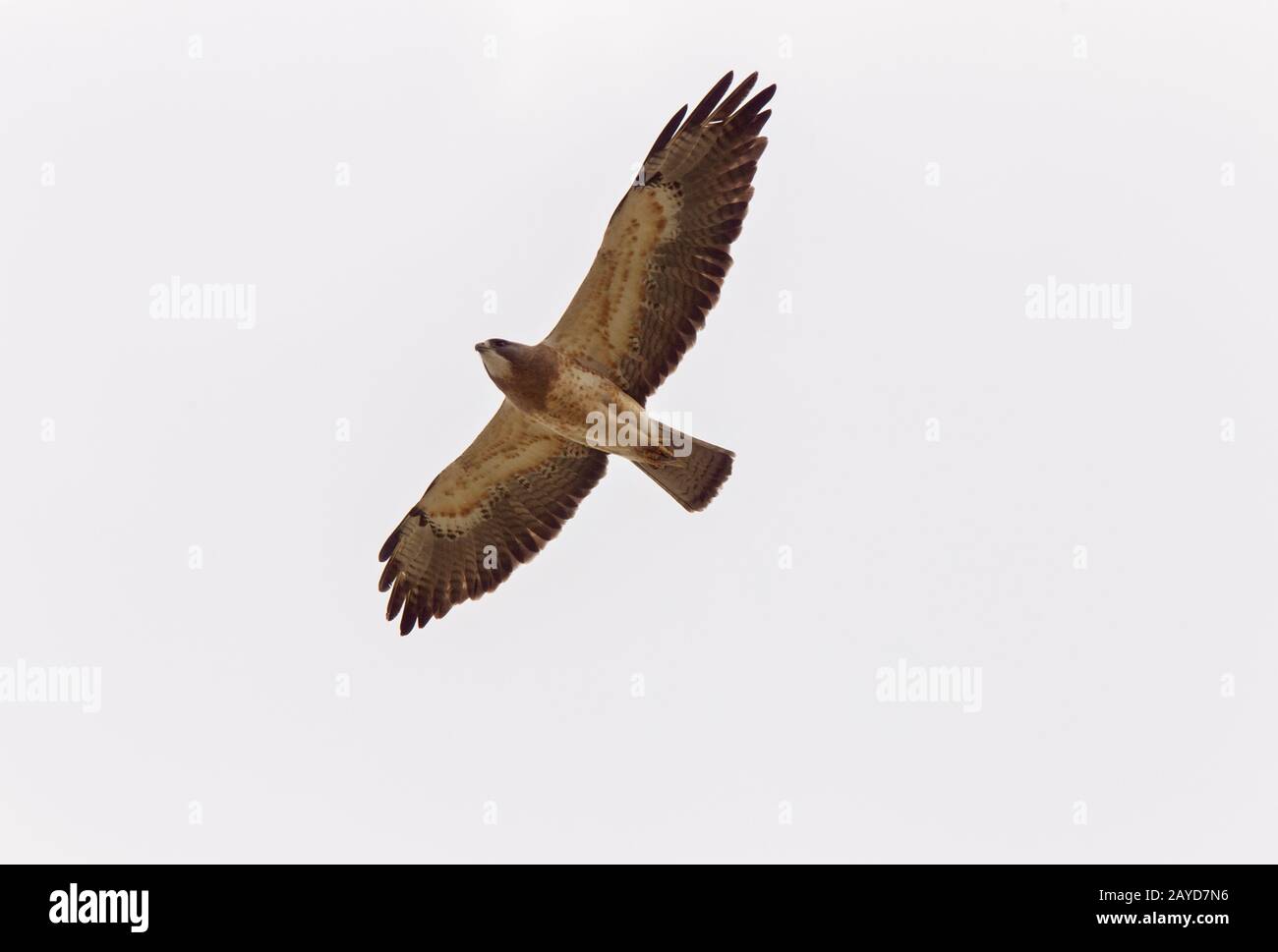 Prairie raptor hi-res stock photography and images - Alamy