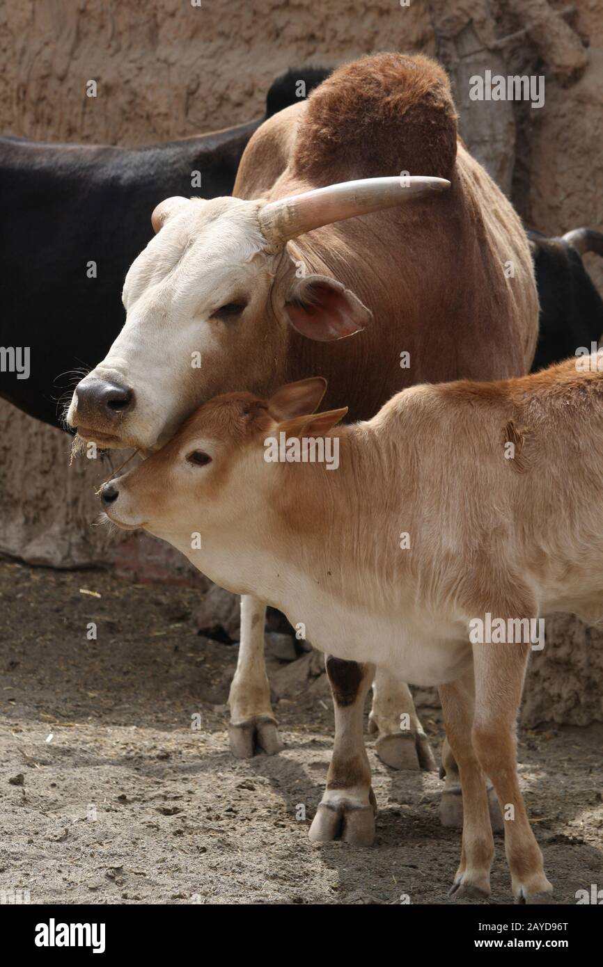 Zebu rind hi-res stock photography and images - Alamy
