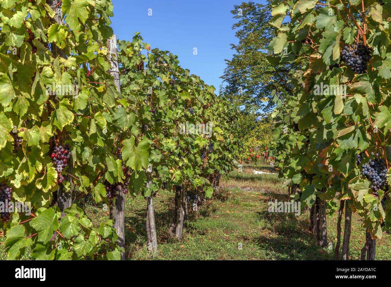 Monastery of the vine hi-res stock photography and images - Alamy