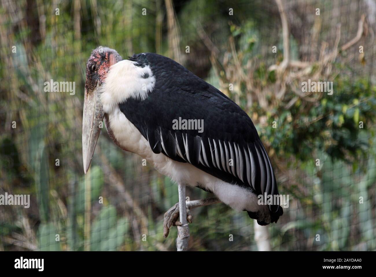 Marabou storch hi-res stock photography and images - Alamy