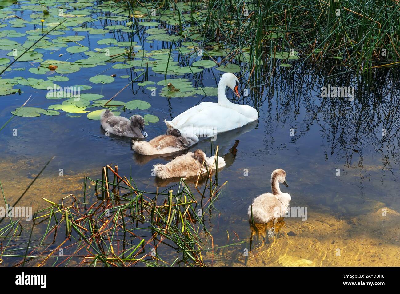 Little swans hi-res stock photography and images - Alamy