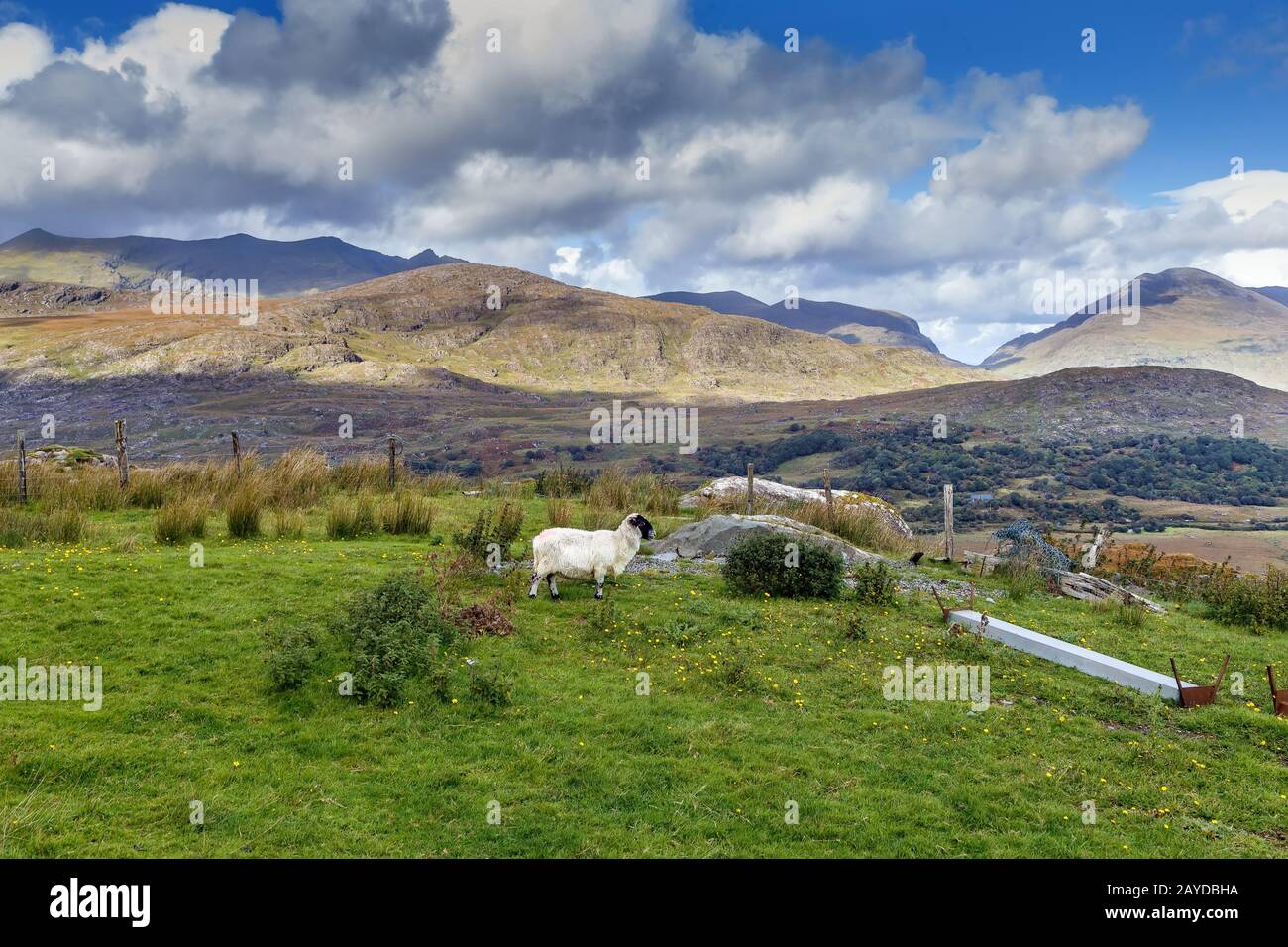 Ireland countryside sheep hi-res stock photography and images - Alamy