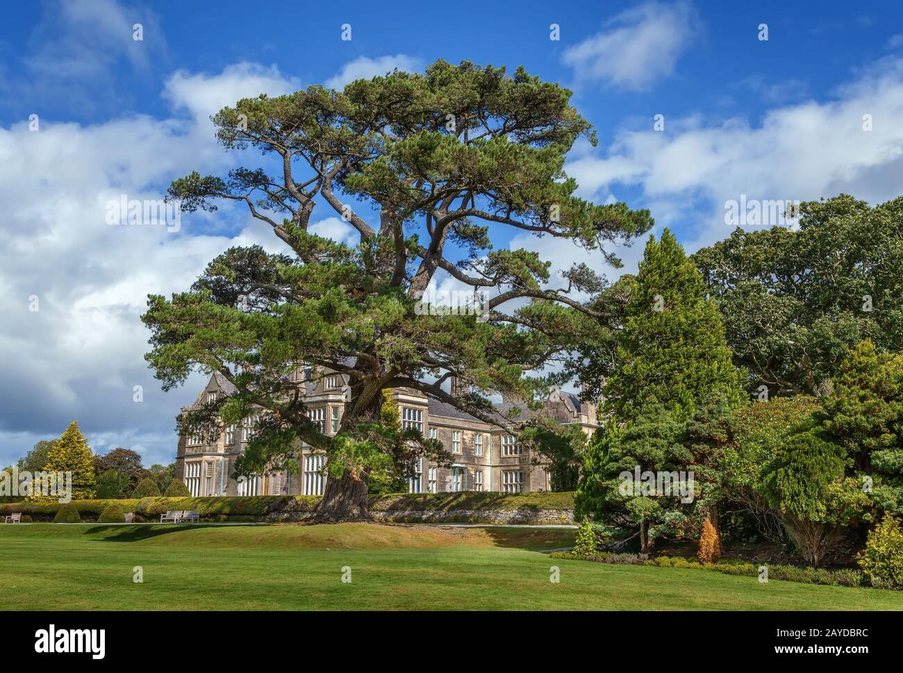 Big tree and big house hi-res stock photography and images - Alamy