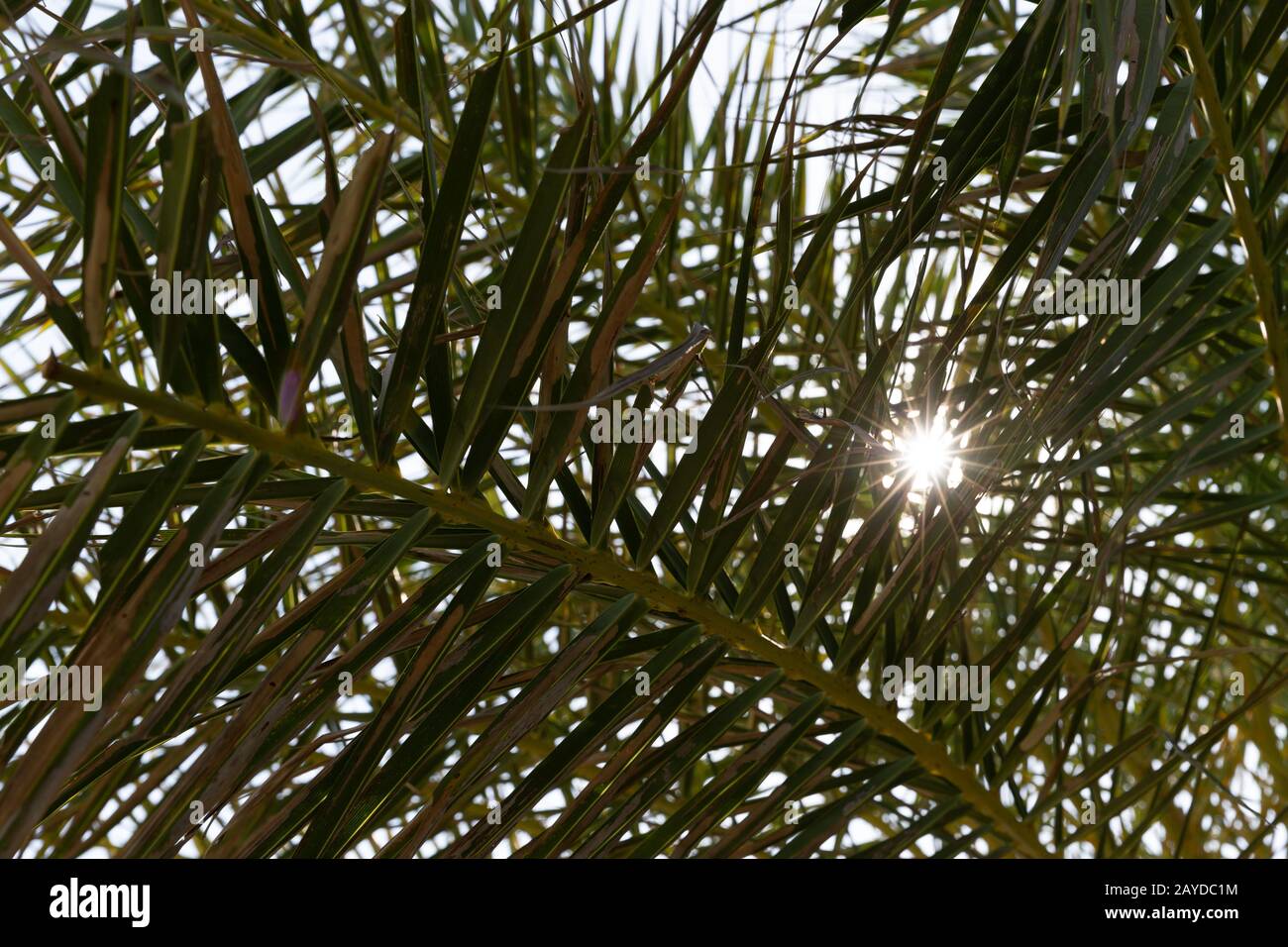Palm brunch hi-res stock photography and images - Alamy