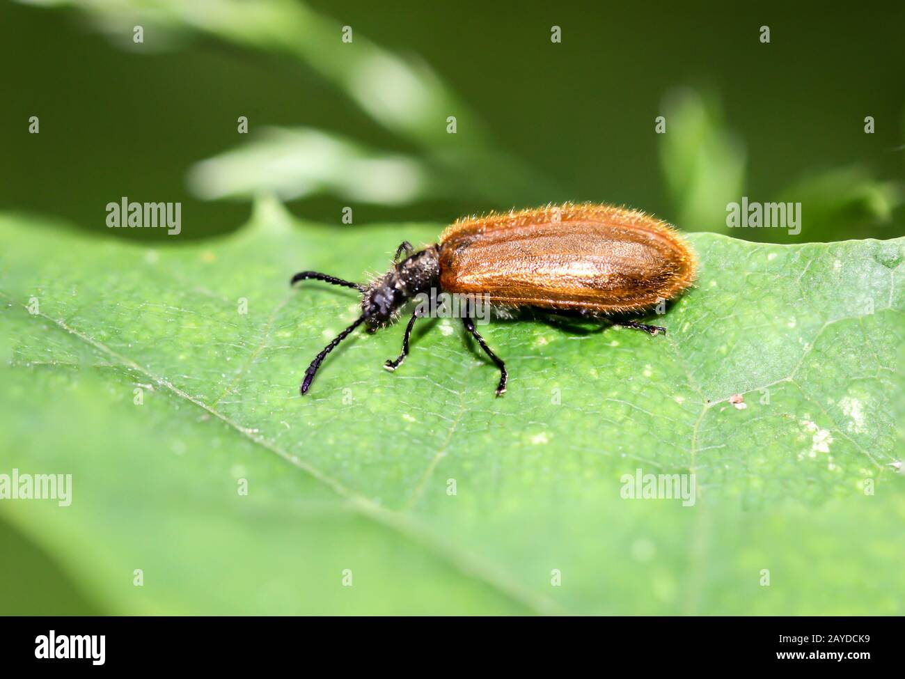 Plant beetle hi-res stock photography and images - Alamy