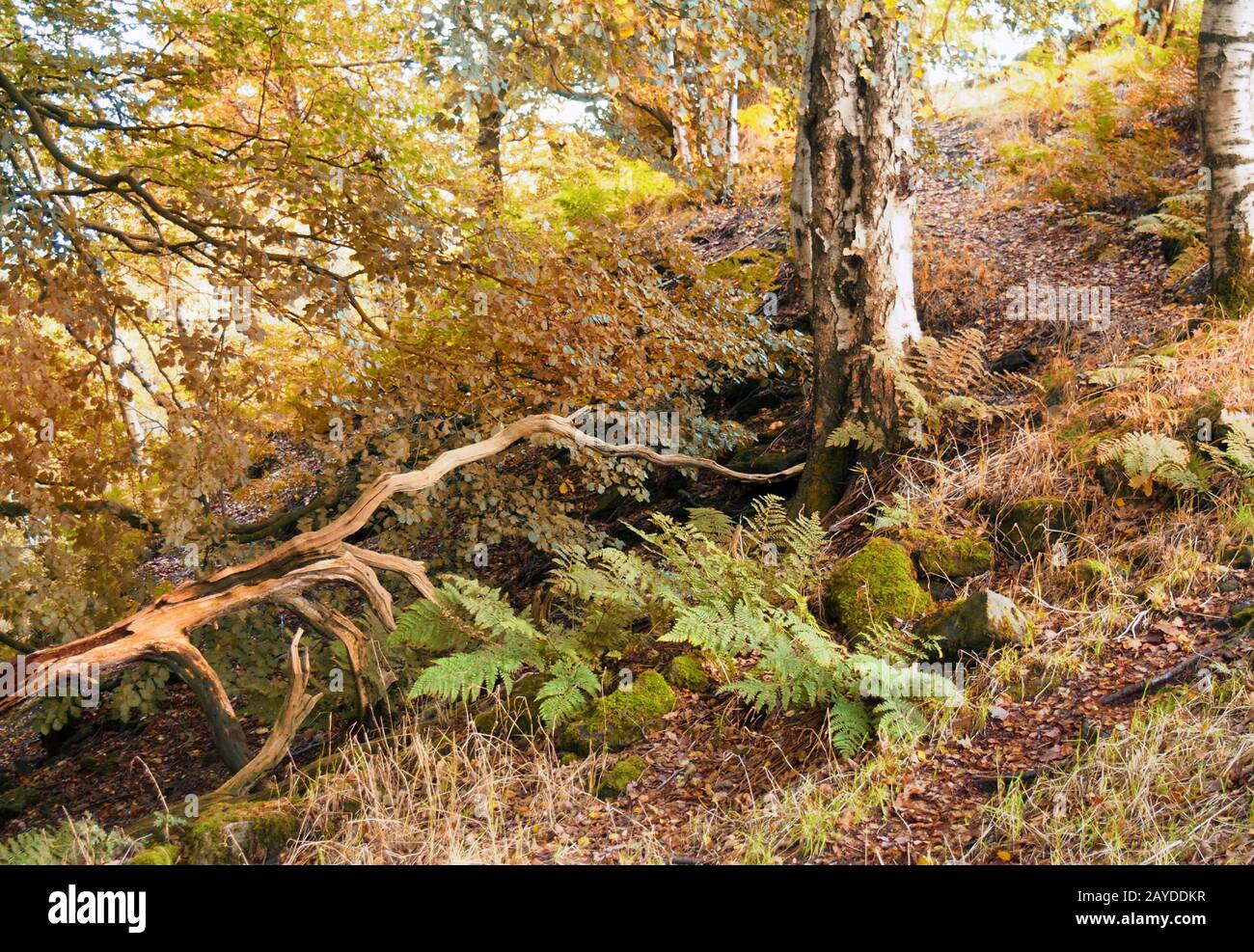 autumn woodland scene with a hillside path between trees with orange ...