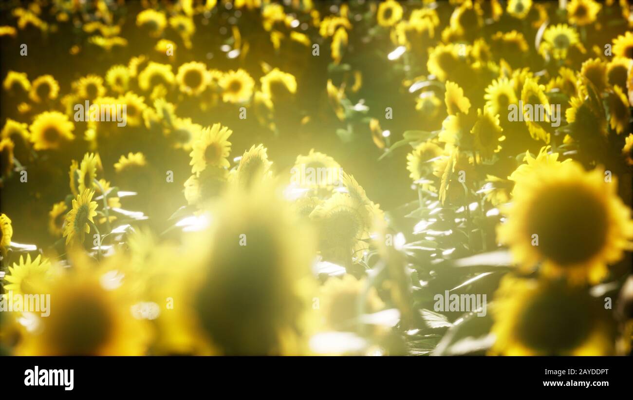 Sunflower field on a warm summer evening Stock Photo - Alamy