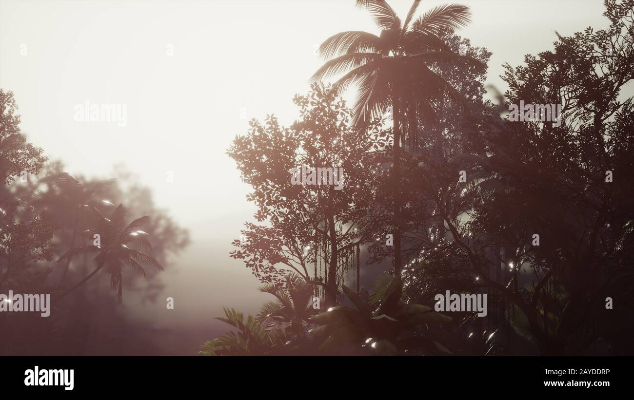 Tropical Palm Rainforest in Fog Stock Photo - Alamy