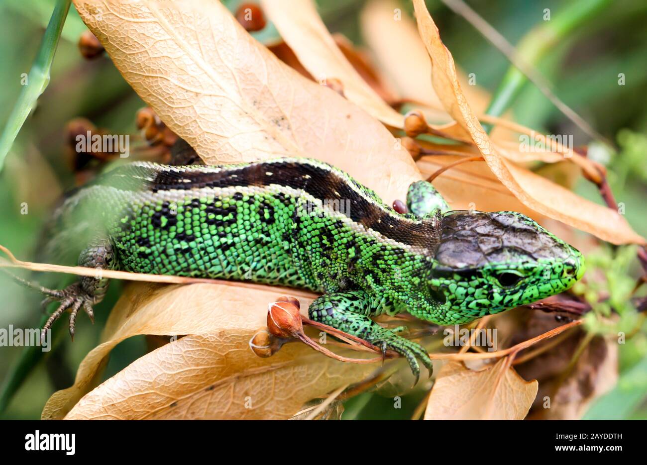 Lizard in grass hi-res stock photography and images - Alamy