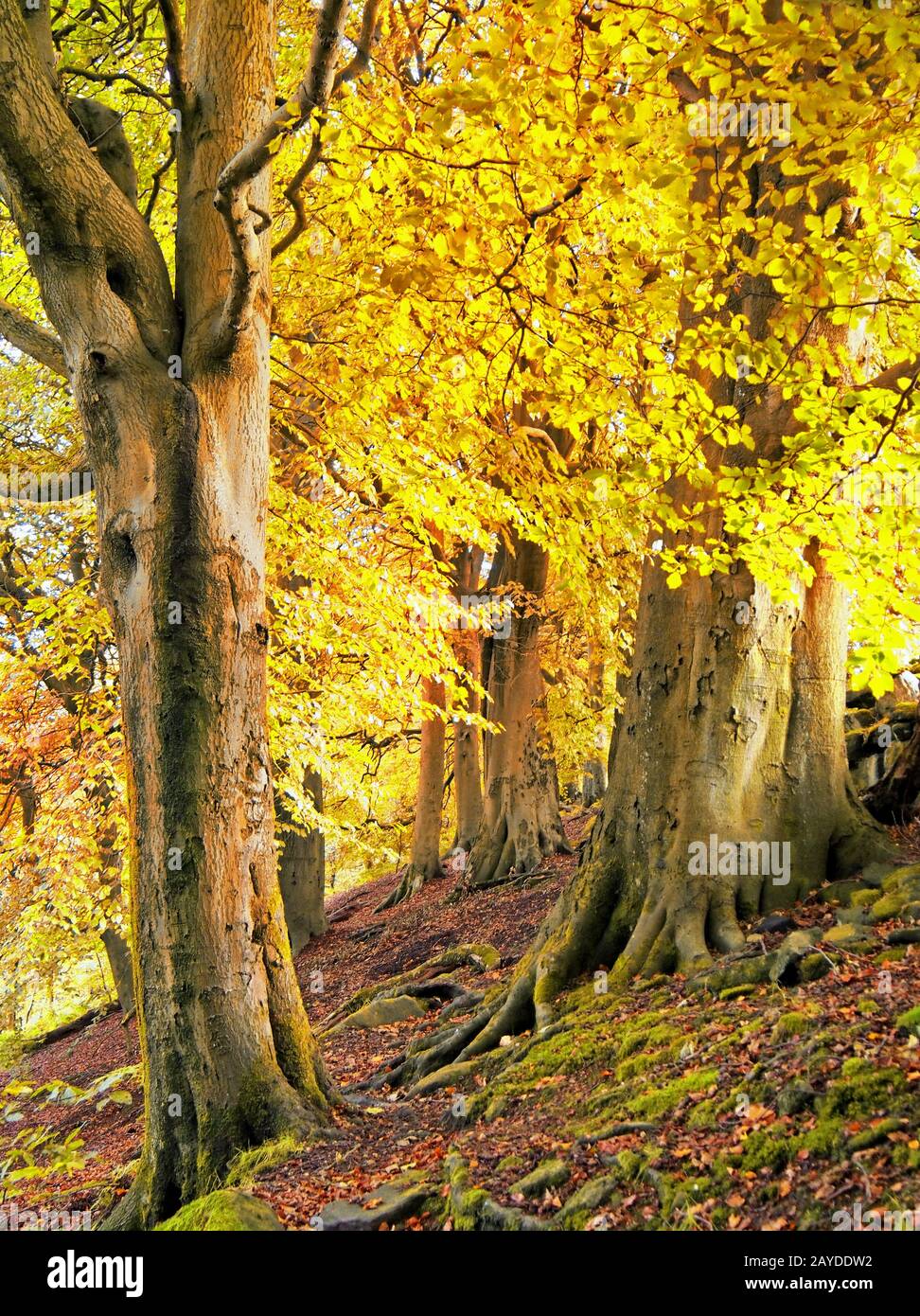 Tall forest hi-res stock photography and images - Alamy