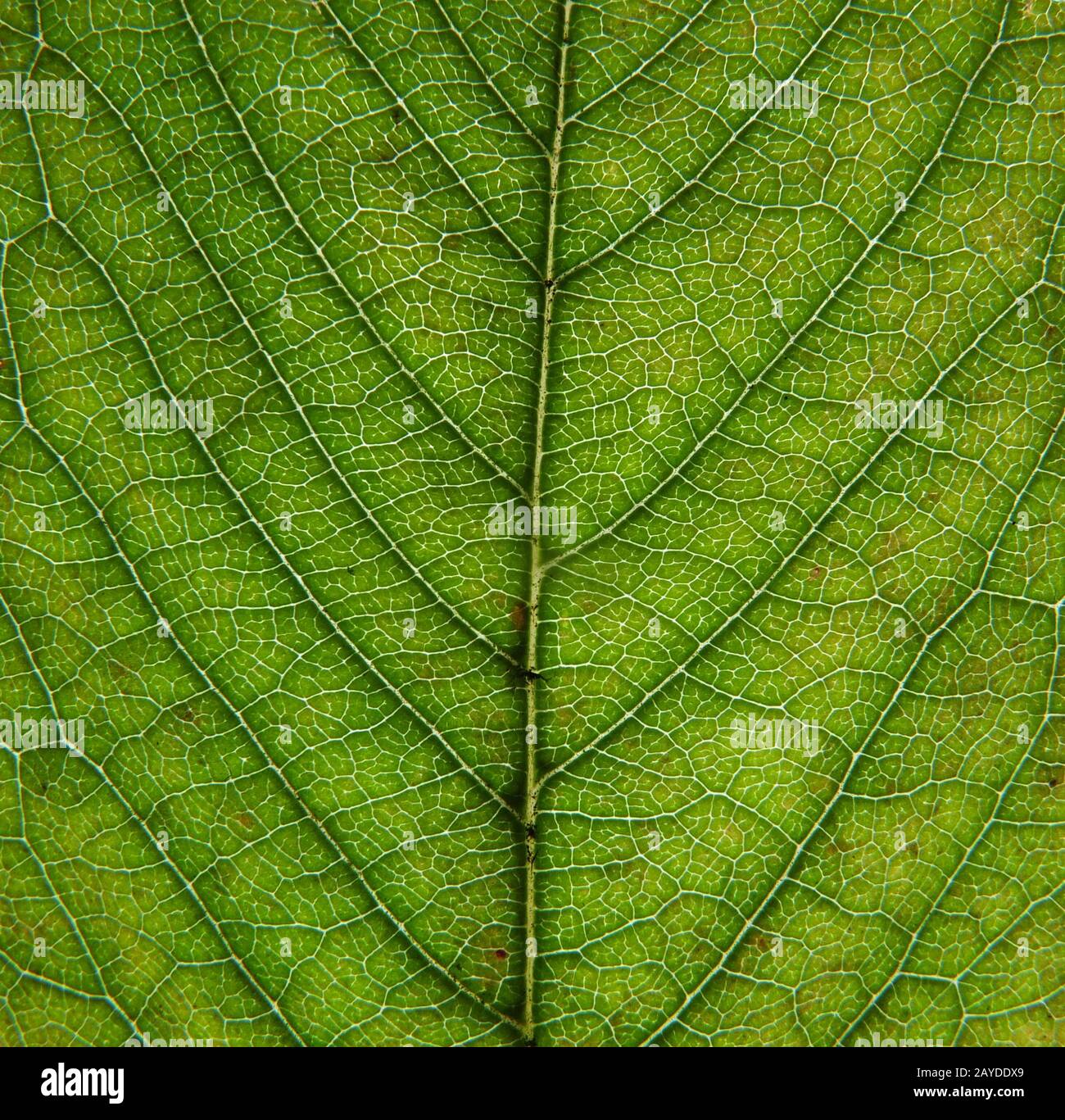 close up of an green early autumn leaf showing veins and cells Stock ...