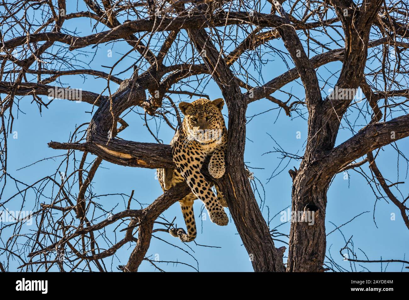African spotted leopard after feeding Stock Photo - Alamy