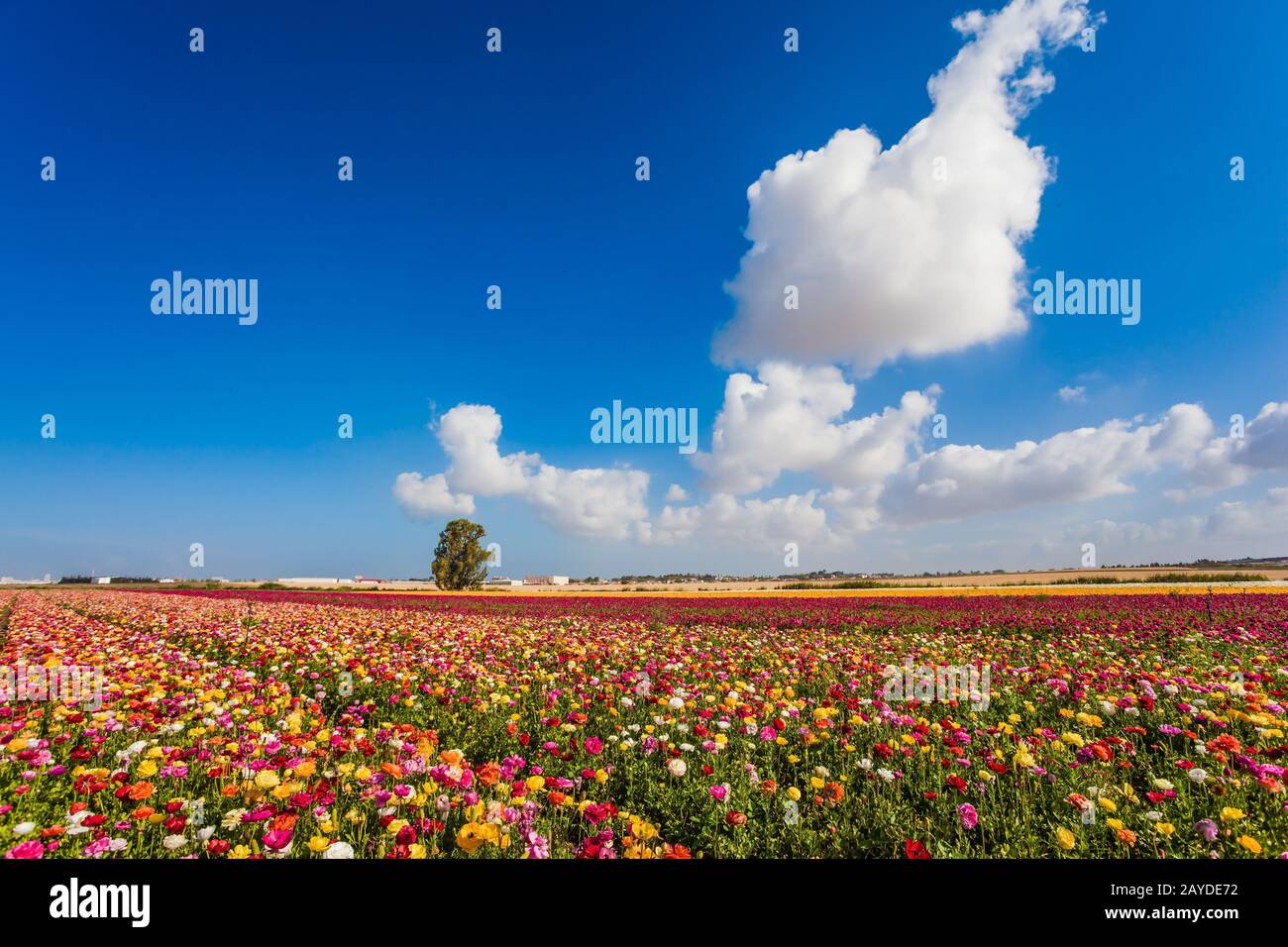 Spring in the south of Israel Stock Photo - Alamy
