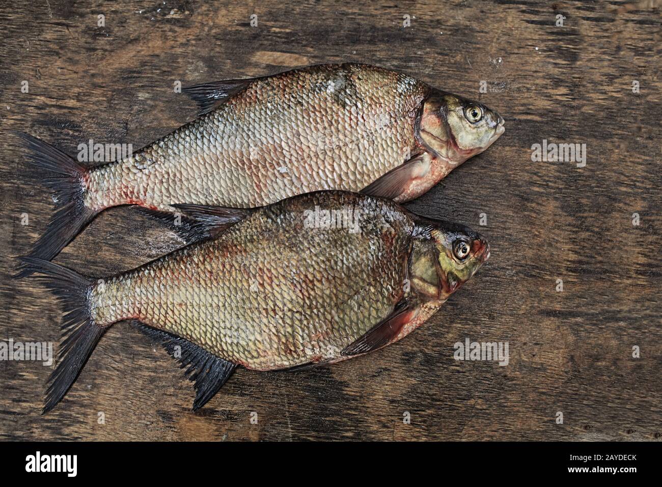 Large silver fish hi-res stock photography and images - Alamy